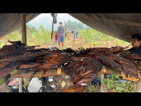 SURVIVAL 5 HARI: Camping di Habitat Asli Ikan Semah raksasa & Sidat