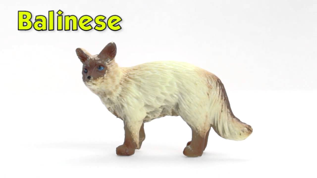 Safari Ltd Domestic Cats TOOB - YouTube