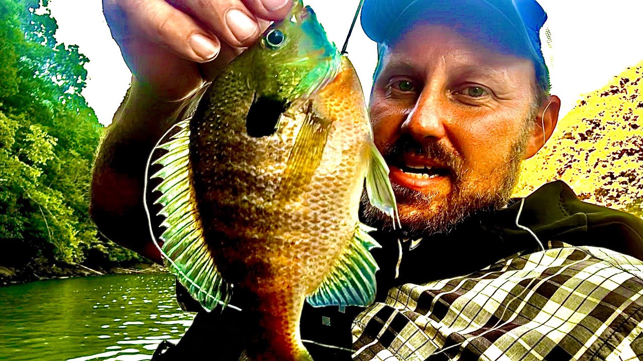 Panfish! Catch clean cook! Bluegill, Shellcrackers, & Crappie! - YouTube