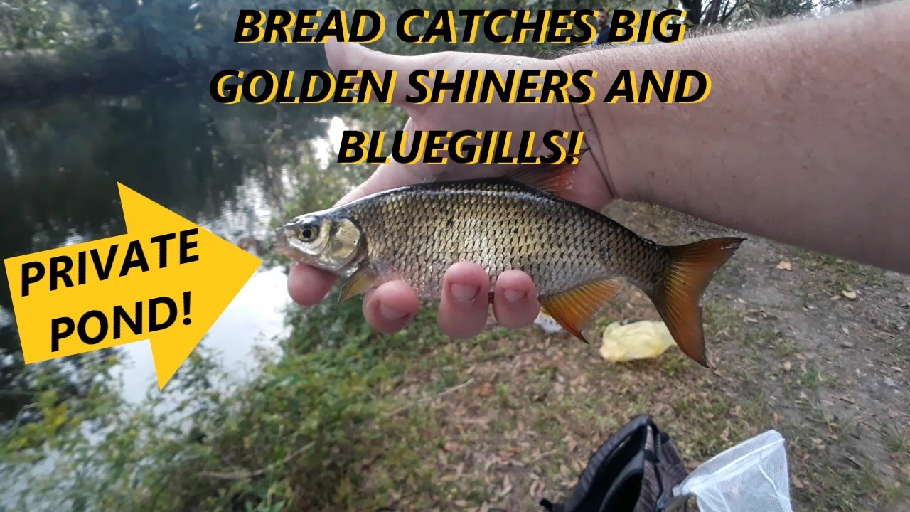 Bread bait catches BIG Golden Shiners and Bluegills! - YouTube