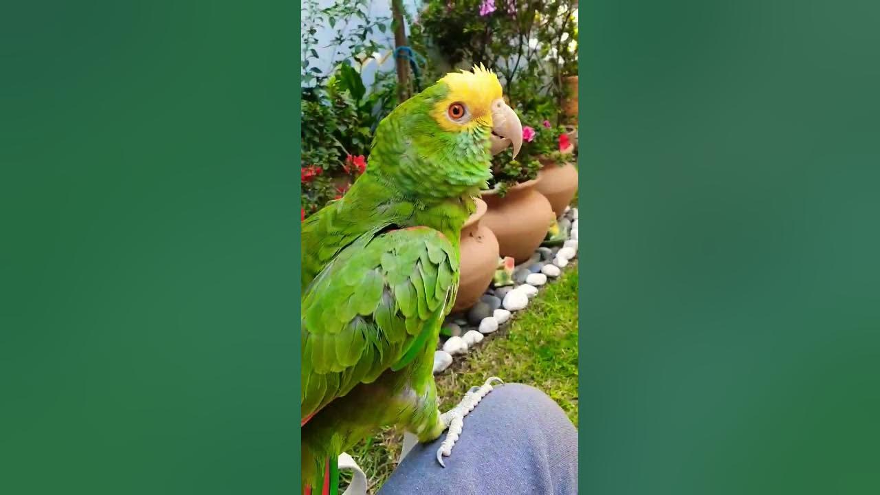 Fito No Quiere Loro Hablando Loro Habla Shorts Parrot Viral Youtube