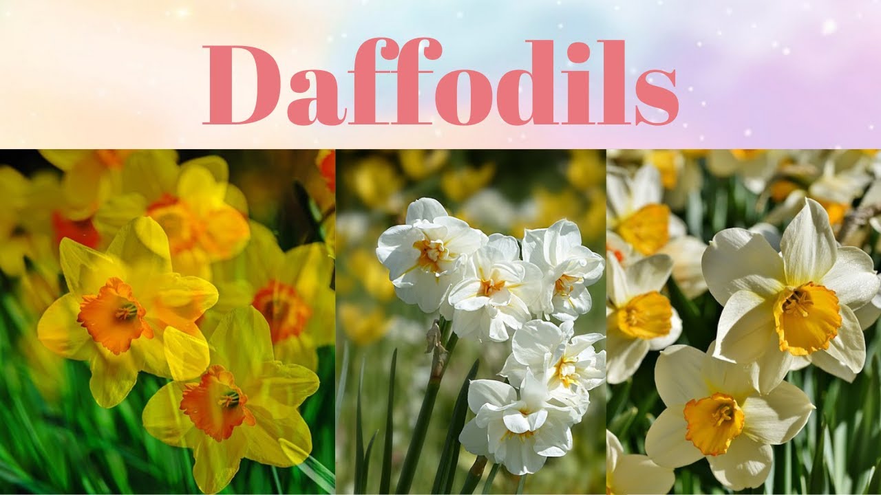 Daffodils | All About Daffodil Flower | Flower Daffodil Information - YouTube