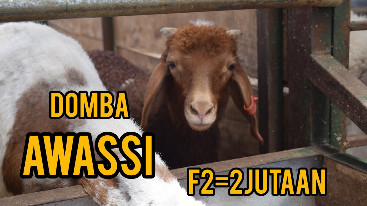 Hanya di KingMas Magetan domba Awassi dijual Kiloan - YouTube