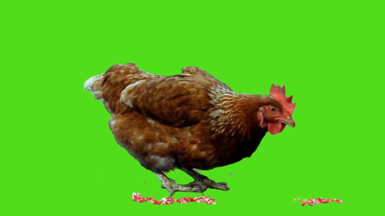 green screen ayam - anime channel - YouTube