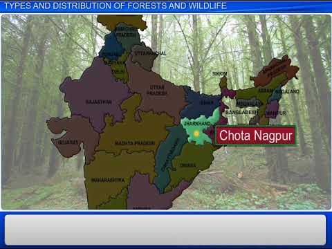 4 Types and Distribution of Forests and Wildlife - YouTube