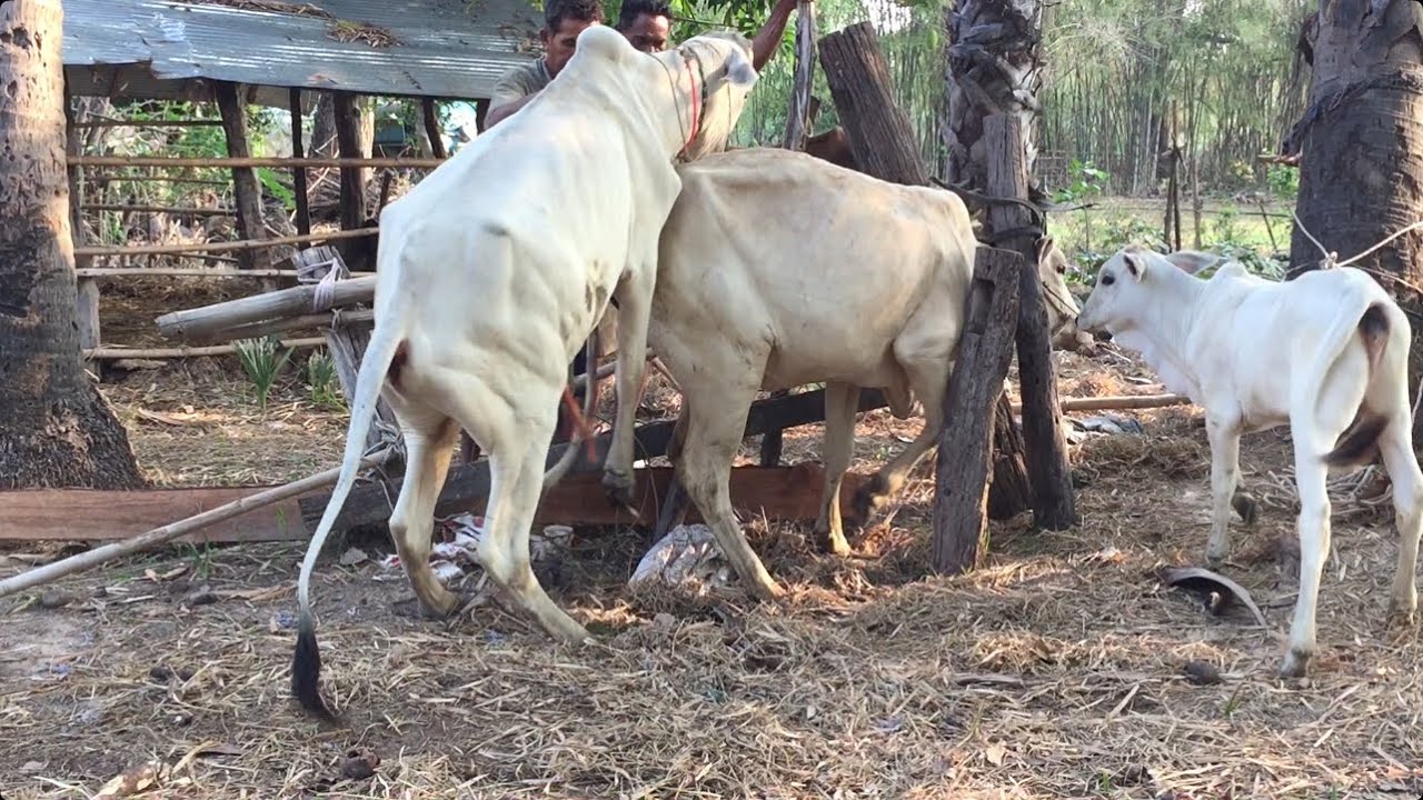 Cows mating with small bull - YouTube