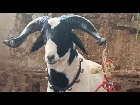 2 pallu @ZamZamFarmsmdu @ madurai #9944626674 #sanda keda # sales sheep ...