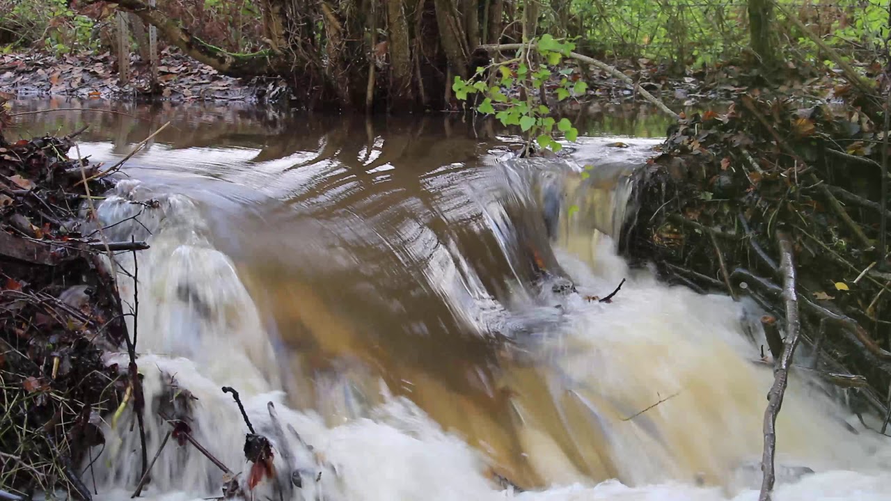 Fish jumping beaver dam on River Tale (video: Roger Auster) - YouTube