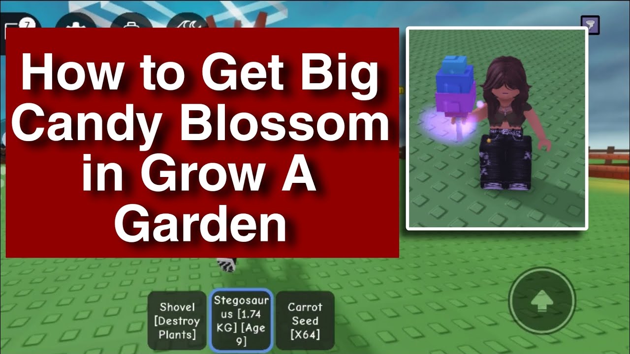 How to Get a Big Candy Blossom in Grow A Garden - YouTube
