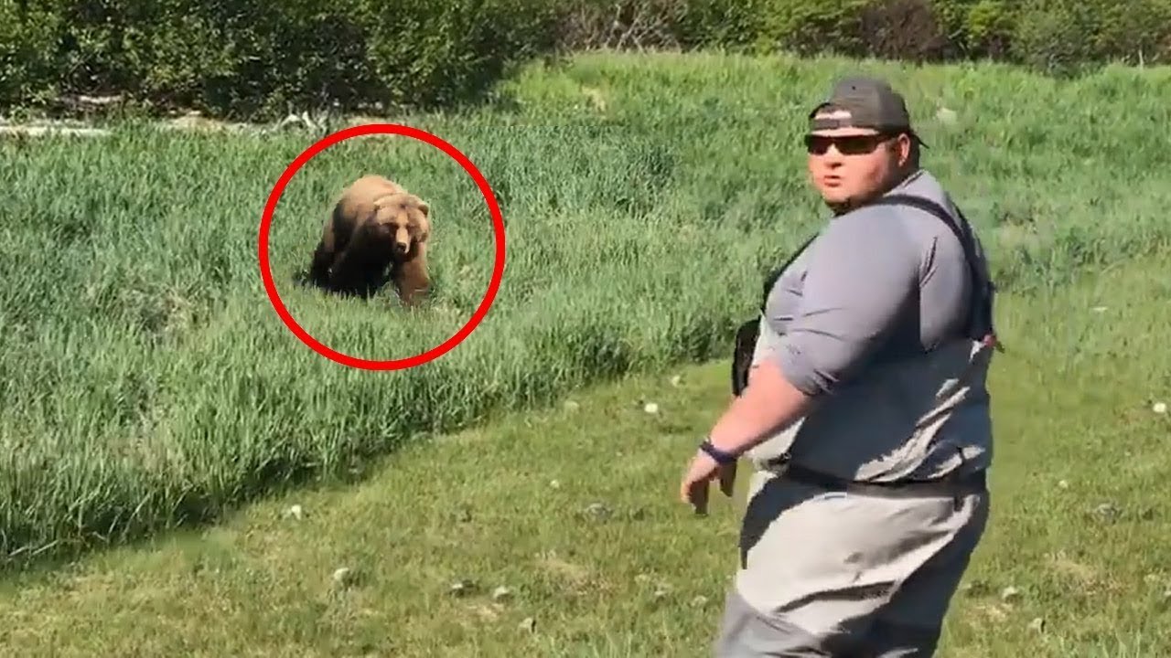 15 Scariest Encounters With Dangerous Animals You Won’t Believe - YouTube