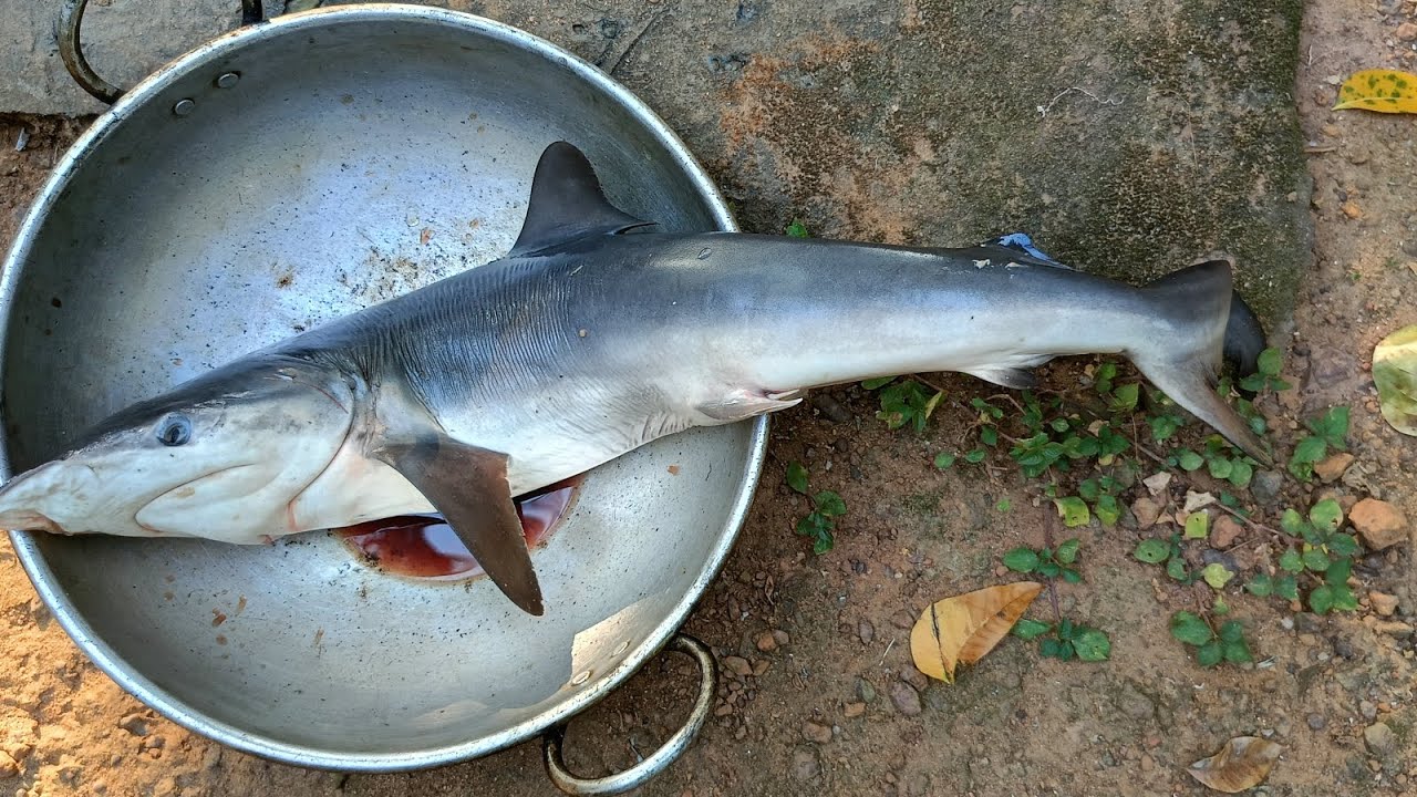 സ്രാവ് ഫ്രൈ😋/shark fry/kerala style/coocking/@Solo Friendly - YouTube