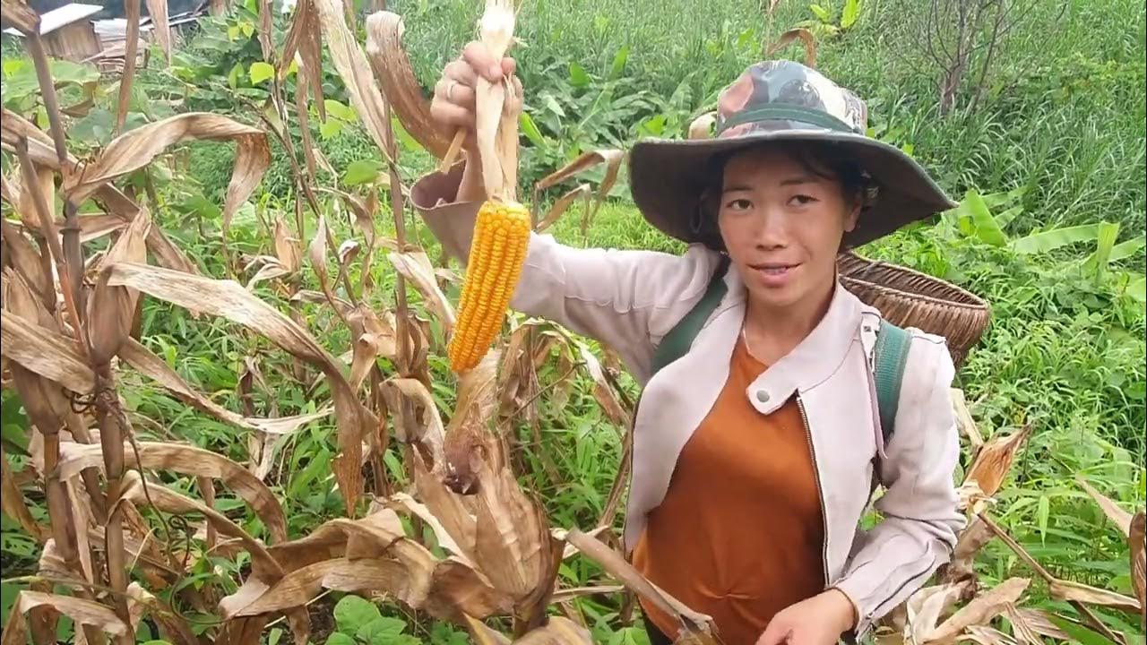 kuv tus niam tsev wb mus ntais pob kws os - YouTube