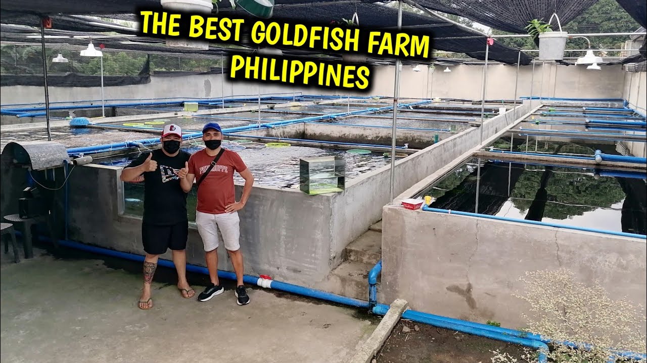 Goldfish farm quick tour | The art of goldfish | Oranda Goldfish farm ...