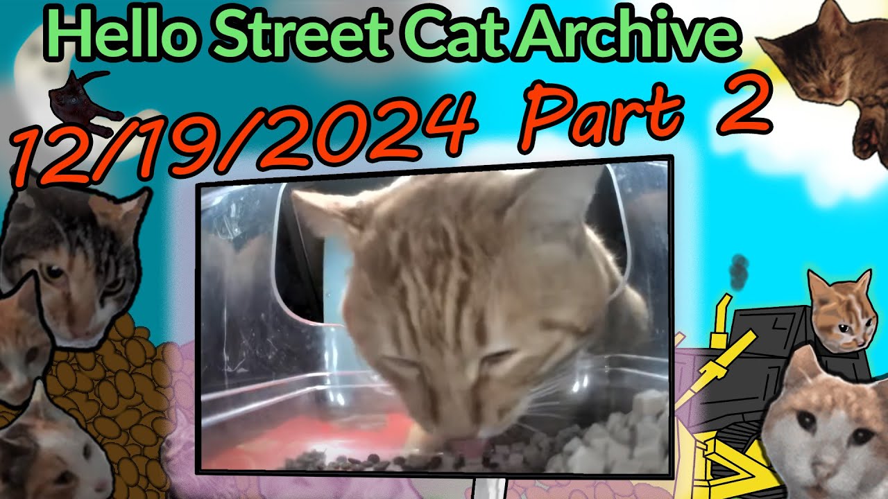 Meet the Silly Kitties of Mr. Yap's Feeder! Hello Street Cat Archive🐈😸 ...