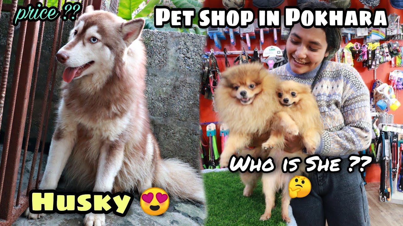 Pet Shop in Pokhara || Husky German Shepherd Persian Cats || Price ...