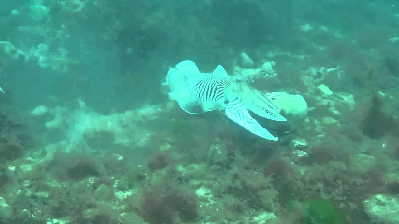 Scuba Diving - Cuttlefish In Babbacombe Bay Devon - April 2010 - YouTube