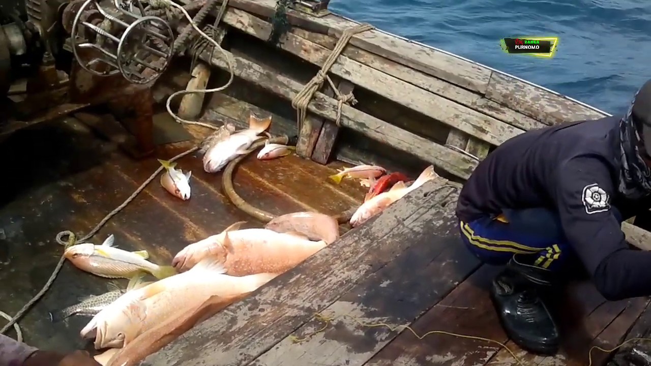 Panen Kerapu sono masuk Bubu Perangkap ikan,sono,lodi,kakap merah #Best ...