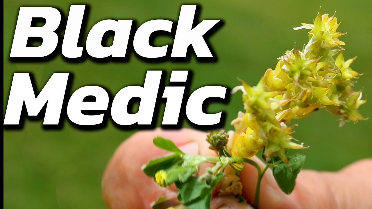 How To Get Rid of Black Medic Weeds In Your Lawn - YouTube