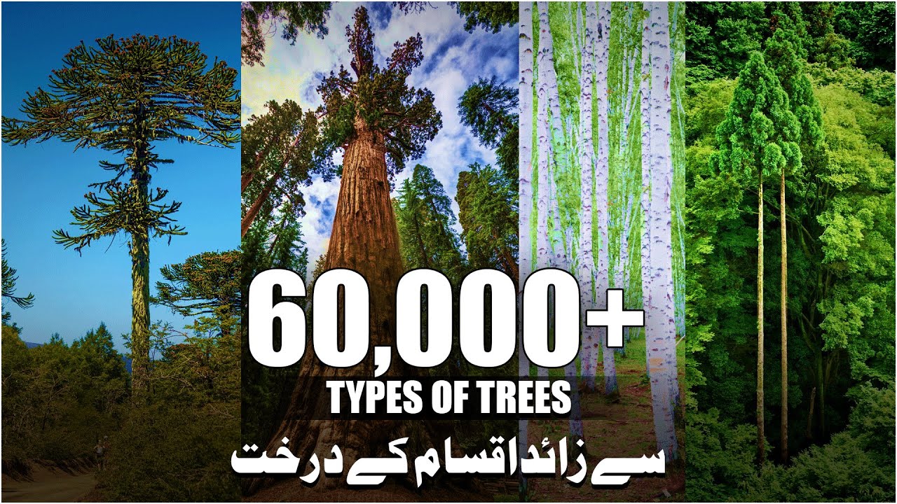 Tree | 60,000 Type Kay Darakht | Benefits of Tree | Plant Tree ...