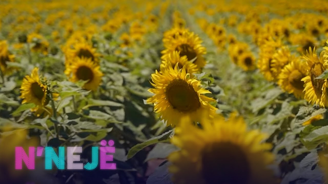 Luledielli i familjes Morina që shitet për vaj në Evropë - YouTube