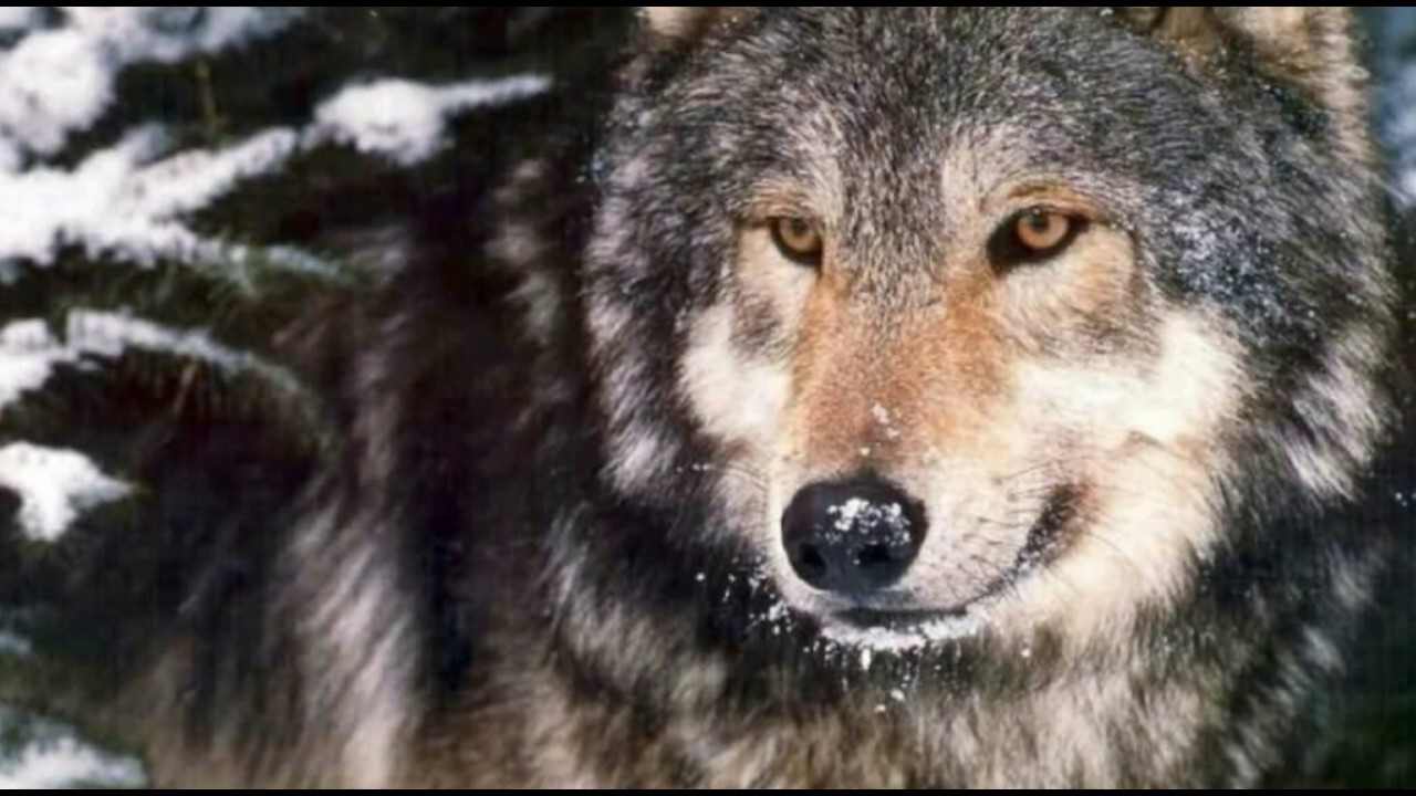 Lobos na alcatéia na floresta anoite na trevas - YouTube