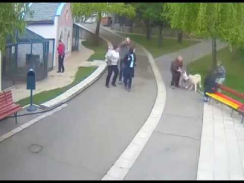 Wolf attacks kid child at zoo - YouTube