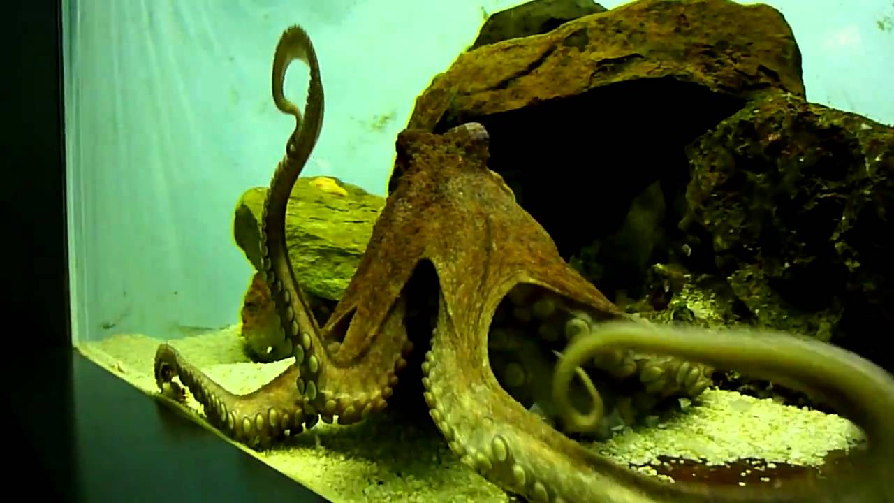 inktvis valt aan! Zee Aquarium Bergen - YouTube