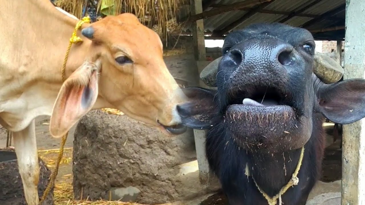 cow and buffalo village animal video #village #cow #baffalo #sound # ...