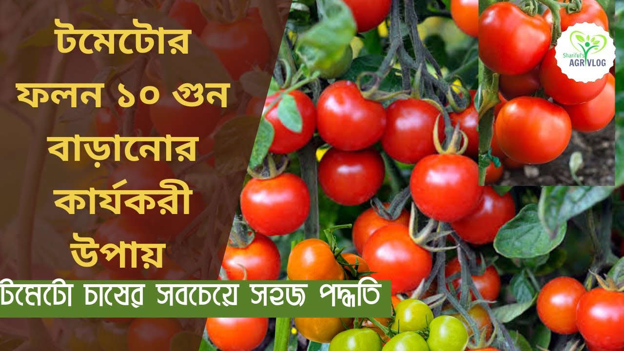 টমেটোর ফলন ১০ গুণ বাড়ানোর কার্যকরী উপায়। টমেটো চাষ পদ্ধতি।শীতকালীন ...