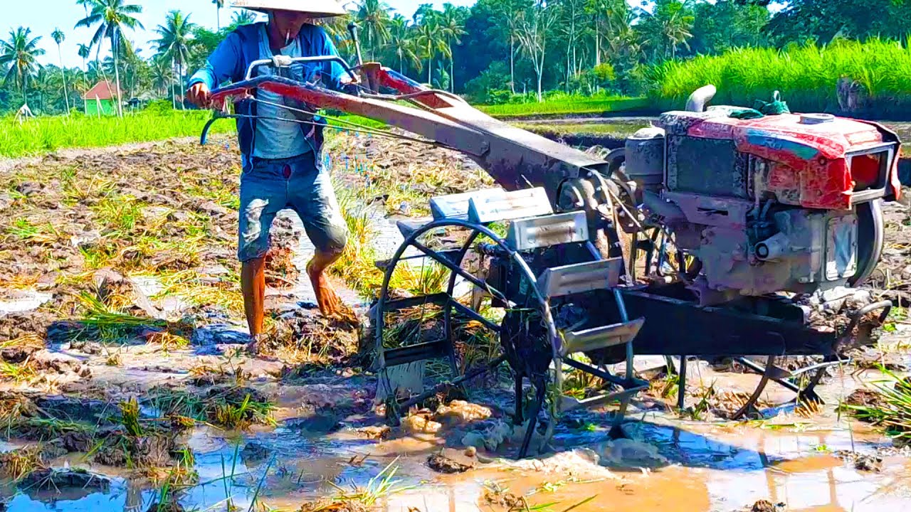 THE FIELD TRACTOR IS PLOWING THE LAND FOR PLANTING RICE - YouTube