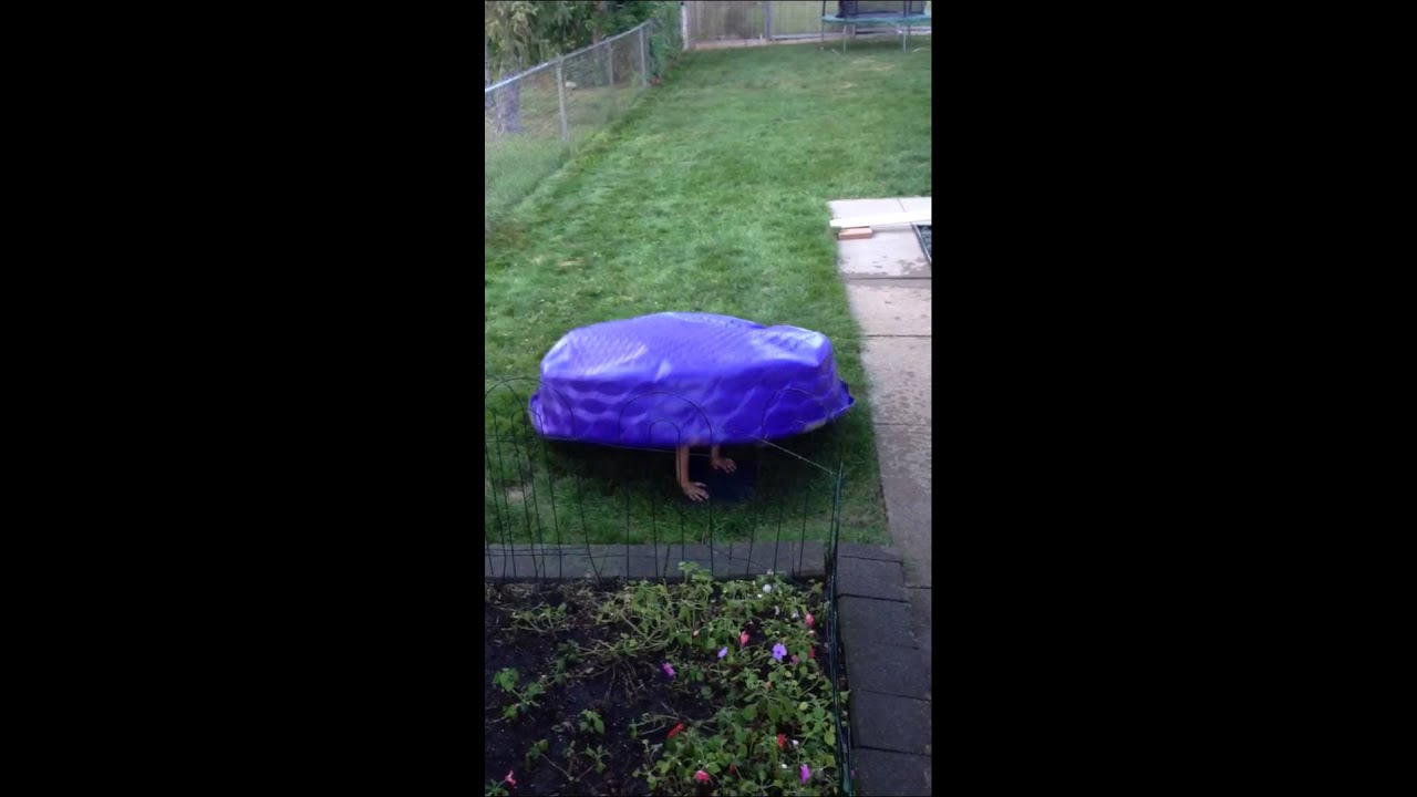 Groundhogs under the pool - YouTube