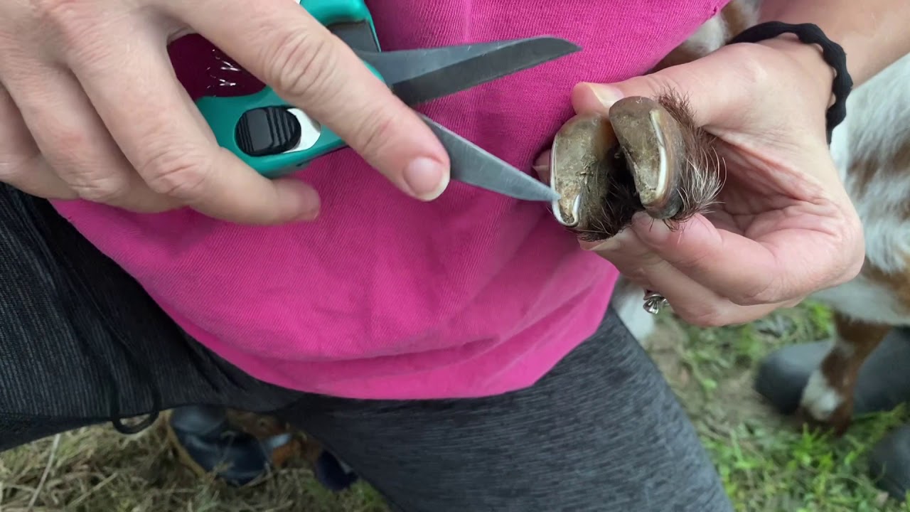 Treating Our Goats And Trimming Their Feet - YouTube