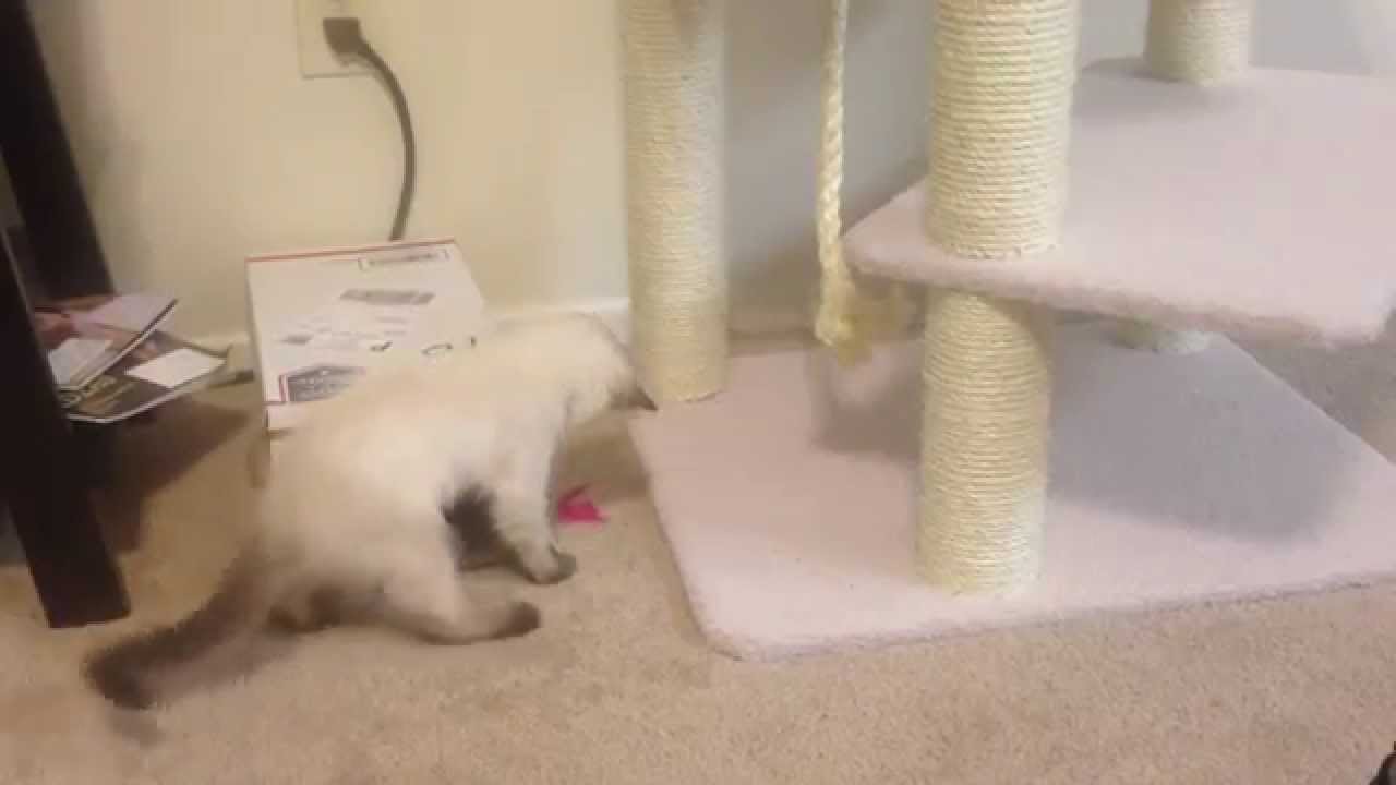 Tiny ragdoll kitten plays Peek-A-Boo with friend - YouTube