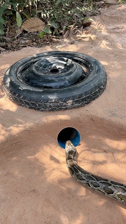 DIY Snake Trap using big pvc And tires With hole #snaketrap #python # ...