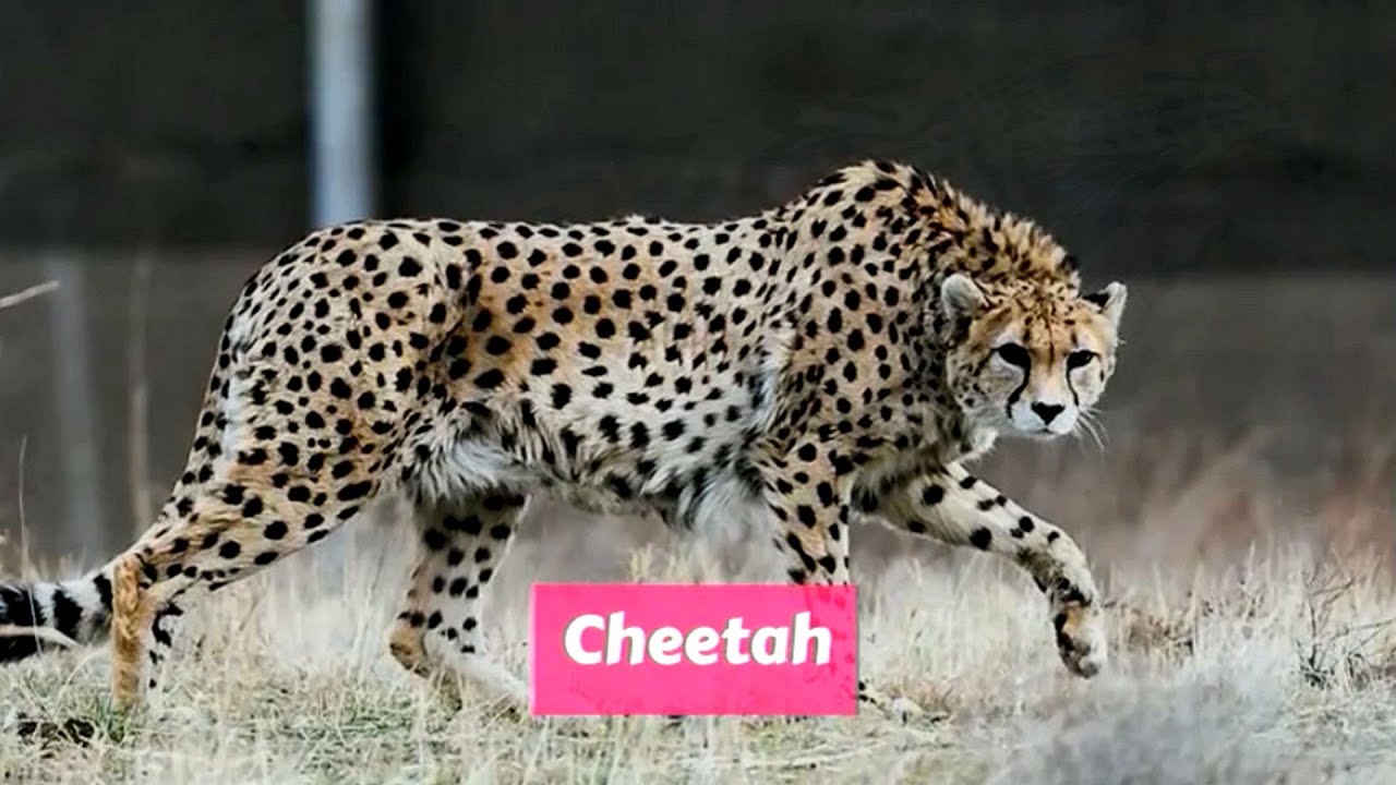 Cheetah (Acinonyx jubatus) - YouTube