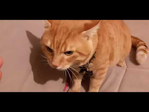 💥kindar kedi sahibini pişman etti.birkedinin intikam hikayesi HAYDAR  kod adı psikopat portakal