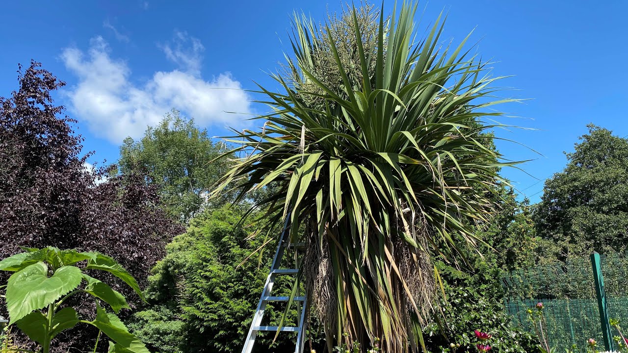Transforming a large old Cordyline Palm tree! removing old leaves and ...