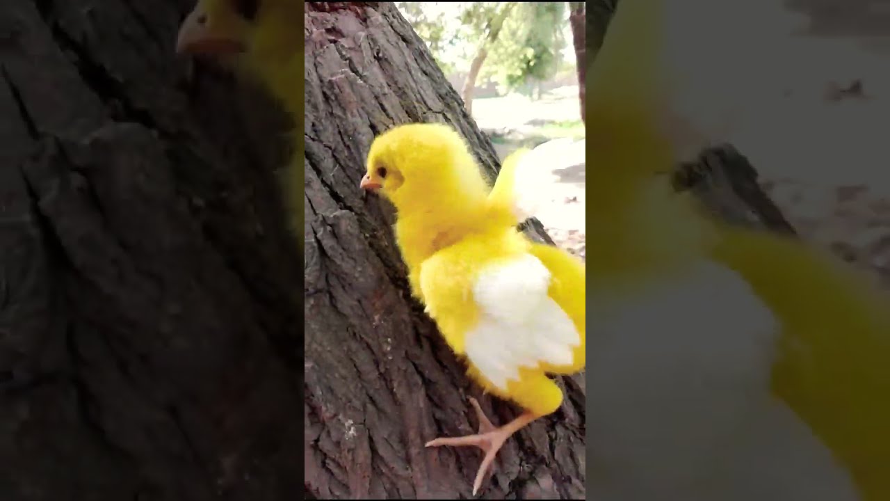 Wow baby hen funny moment || funny chicks video || coloured chicks ...