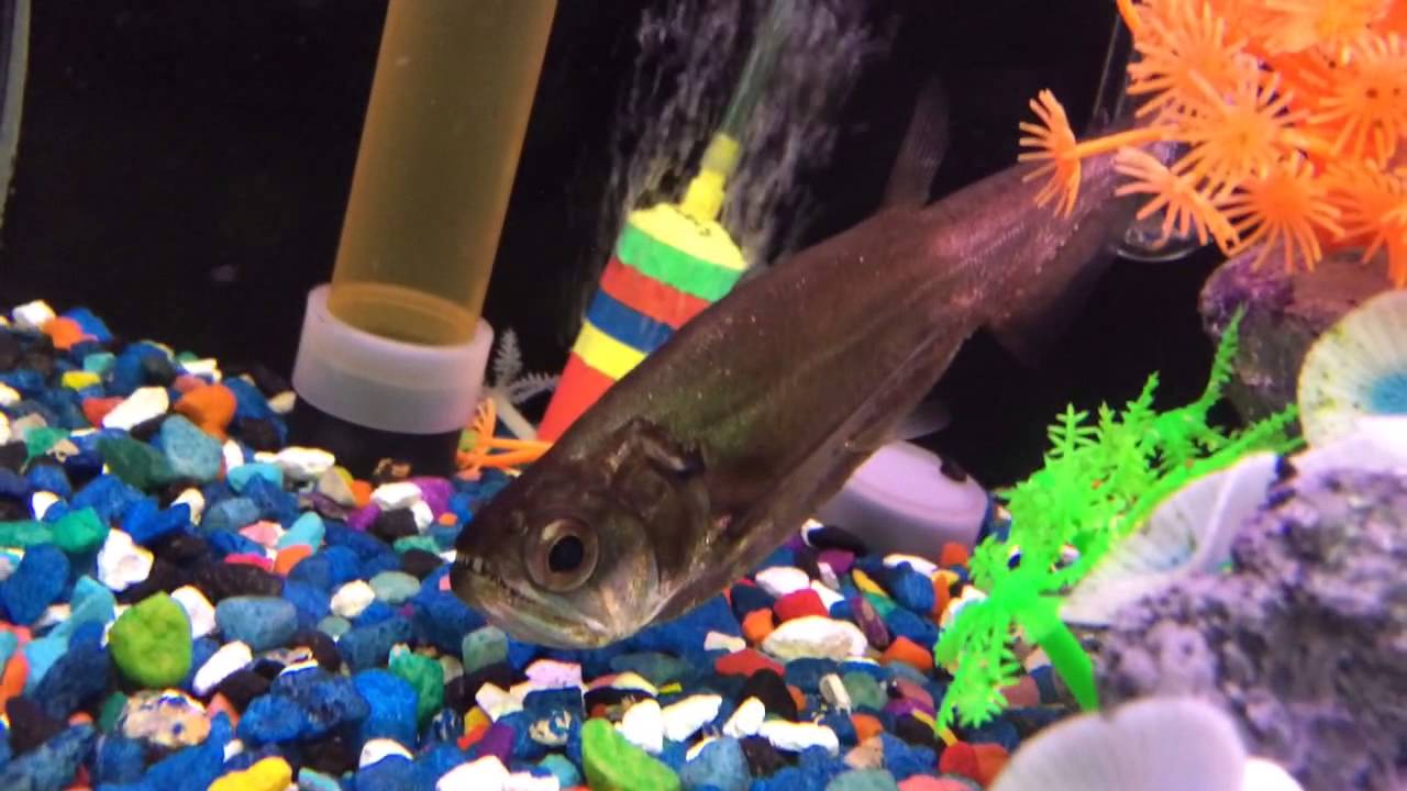 Vampire Tetra - Payara (Hydrolycus scomberoides) - YouTube