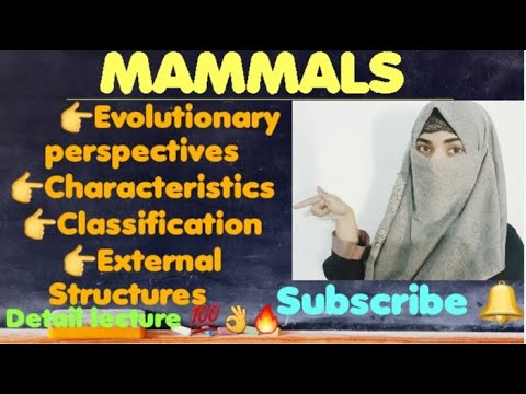 || MAMMALS/EVOLUTIONARY PERSPECTIVES/CHARACTERISTICS OF MAMMALS ...