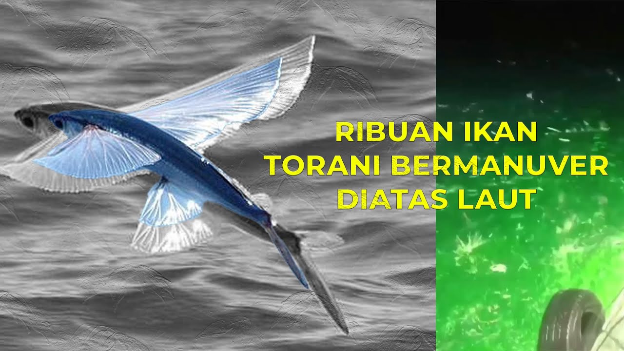 Ribuan Ikan Torani Bermanuver Diatas Laut - YouTube