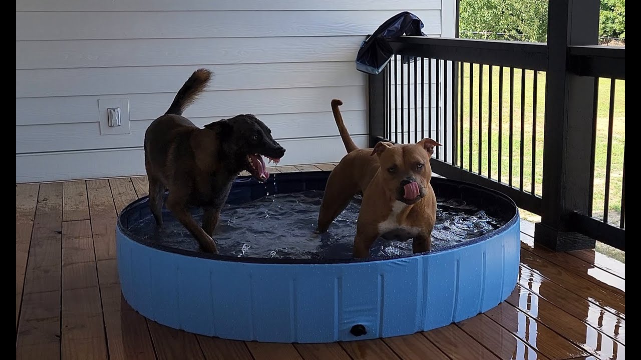 Puppies in the Pool! - YouTube
