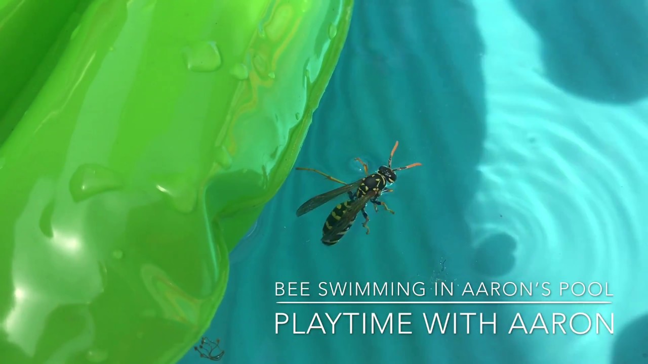 BEE, be gone! 🐝 - YouTube