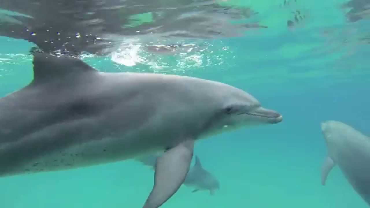 Swimming with Wild Dolphins - YouTube