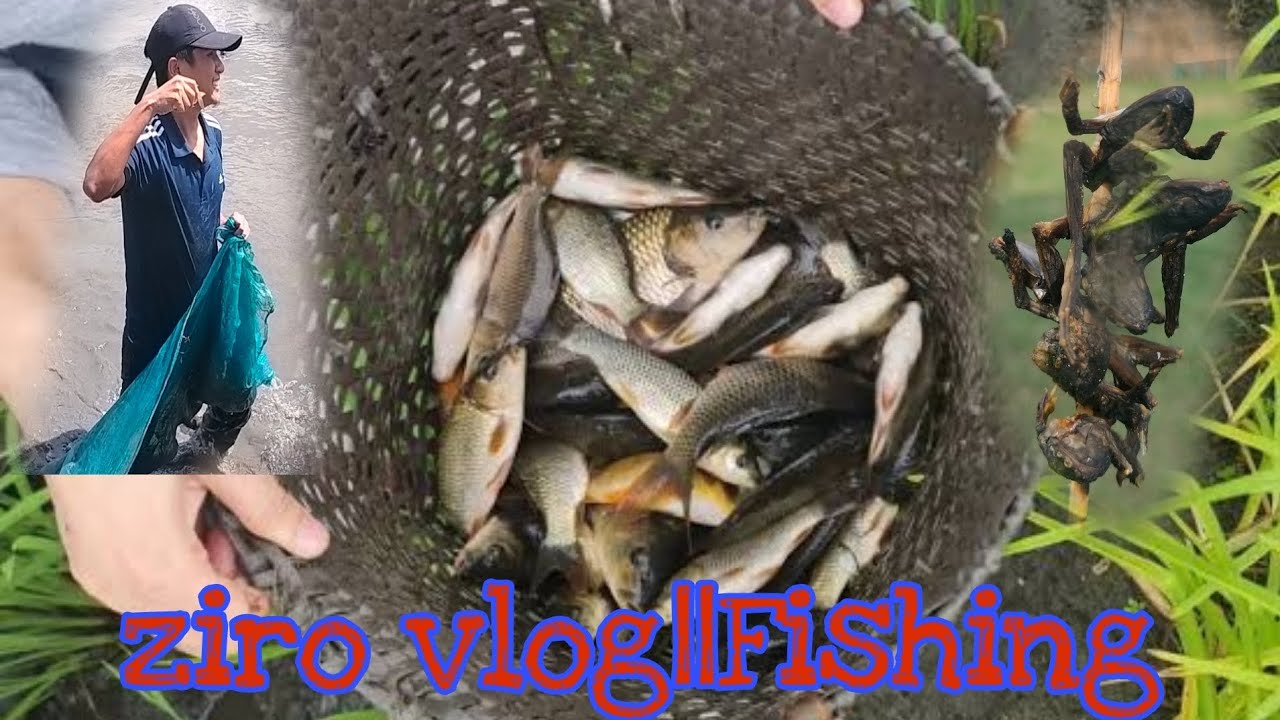 Amazing technique for fishing@ziro|| paddy cum fish culture||Apatani ...