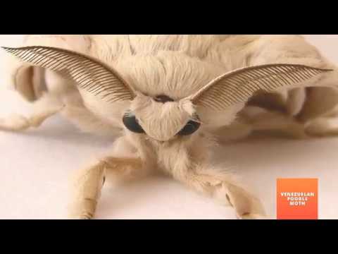 Top 7 Beautiful and weird looking moths - YouTube
