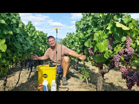 Organic vineyard cultivation (what preparations do I use)