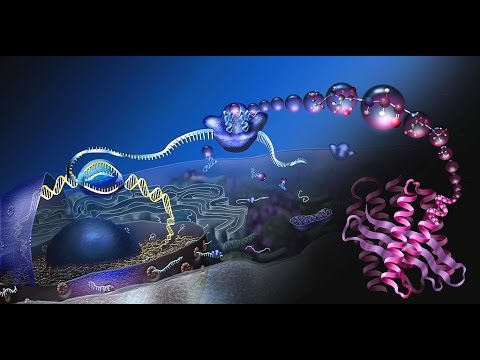 Irreducible Complexity of the Human Cell Disproves Evolution - YouTube