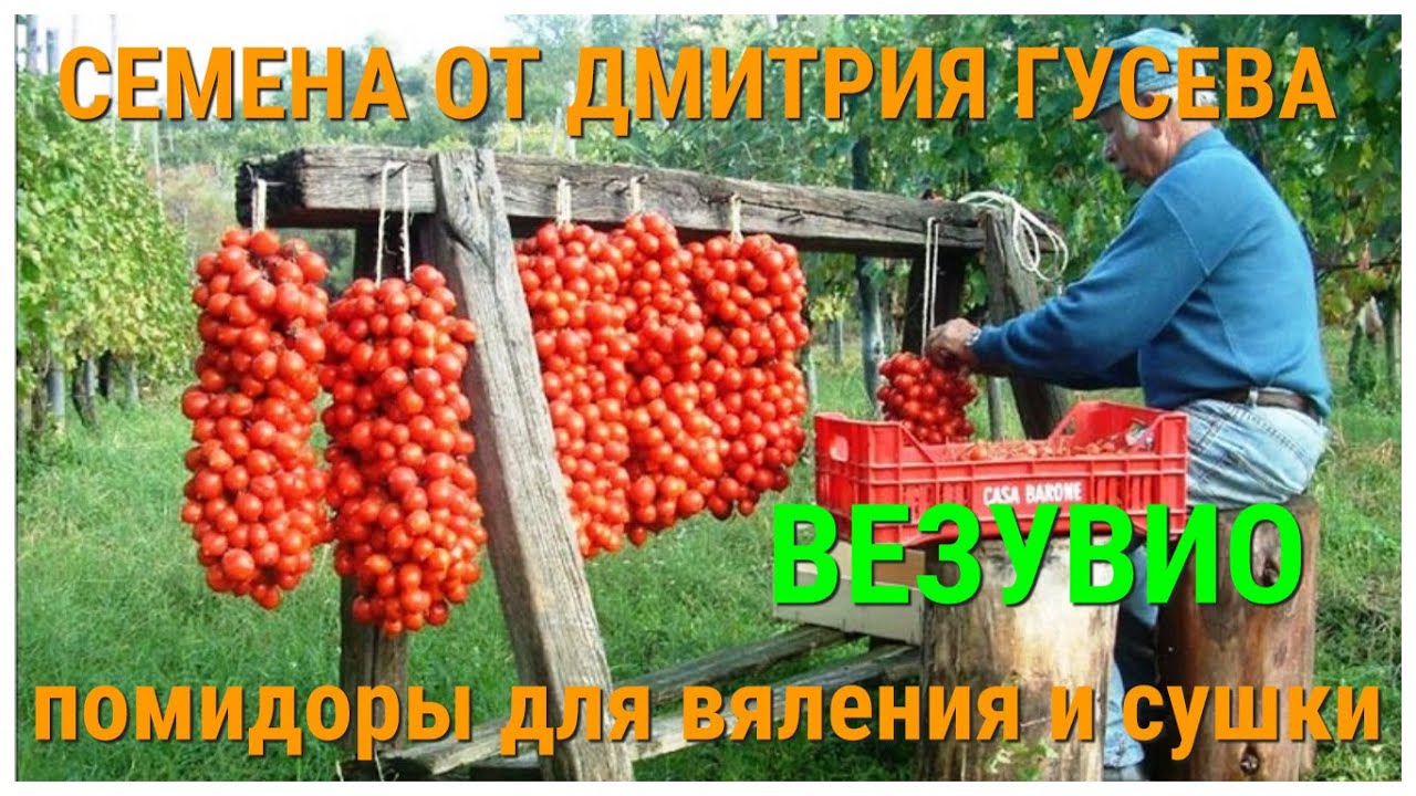 Помидоры — Pomodorino del Piennolo del Vesuvio — Черри Пьенноло Дель ...