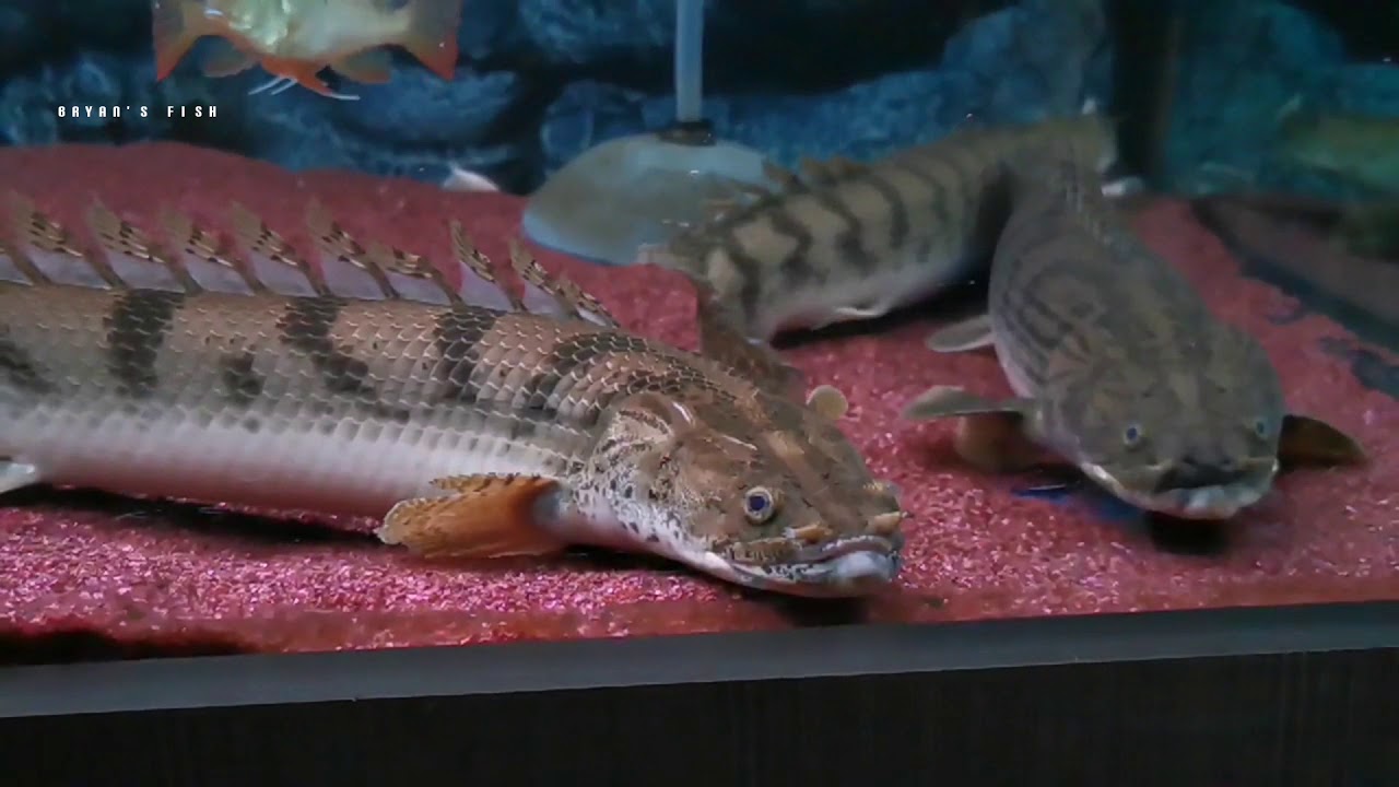 Polypterus Bichirs congicus breakfast - YouTube